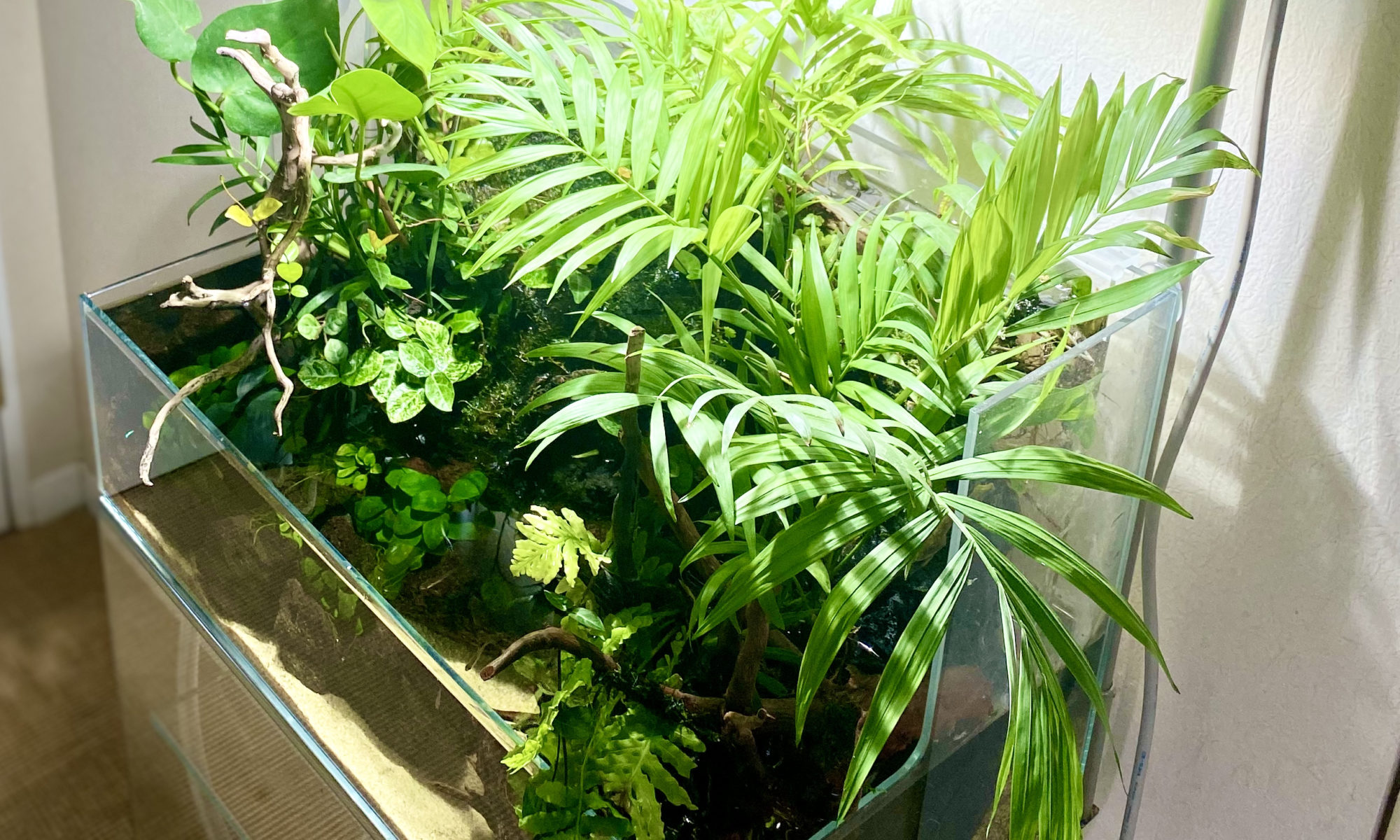 3 Tips to Maintain Your Aqua Terrarium for Years; Read this Before You ...